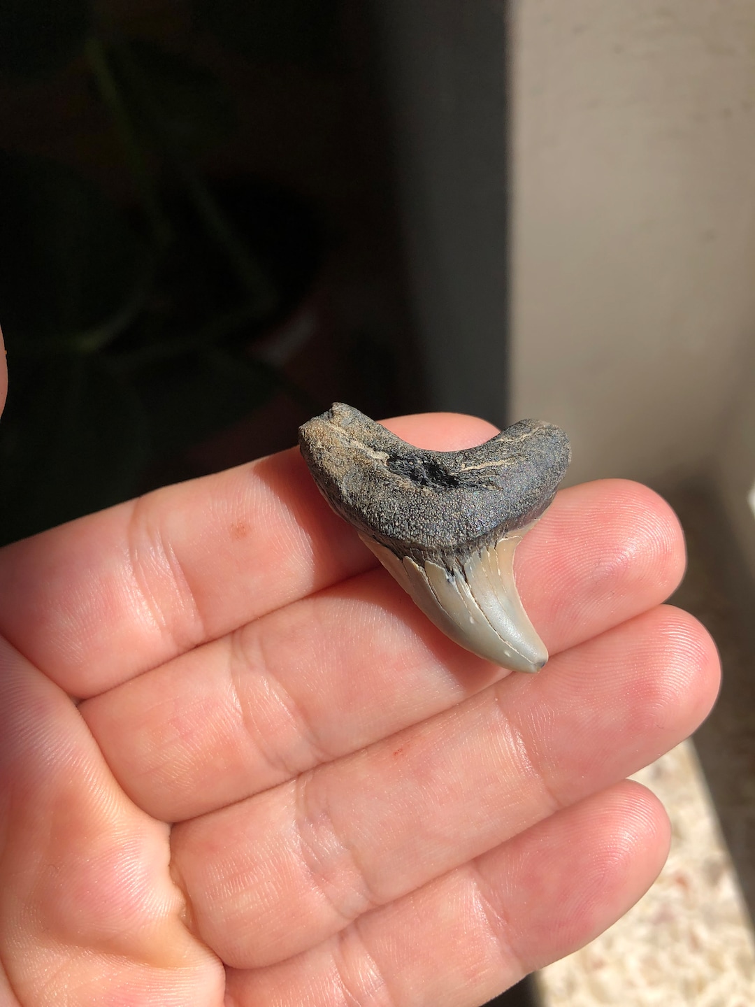 Very Rare Fossil Giant Thresher Shark Tooth Fossil Shark Teeth Thresher ...