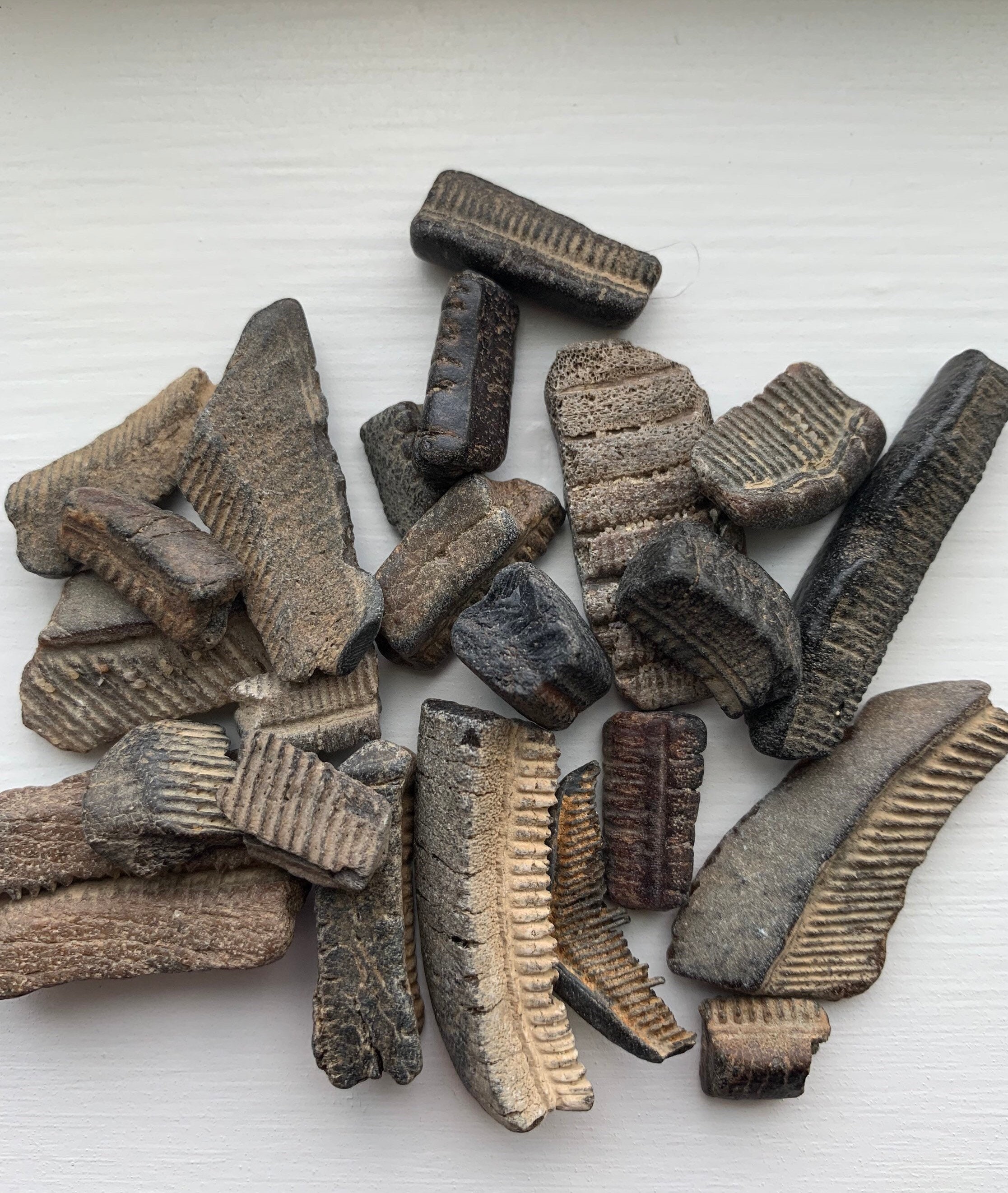 Fossilized Stingray Teeth Set of 15 Teeth Stingray Teeth Fossil ...