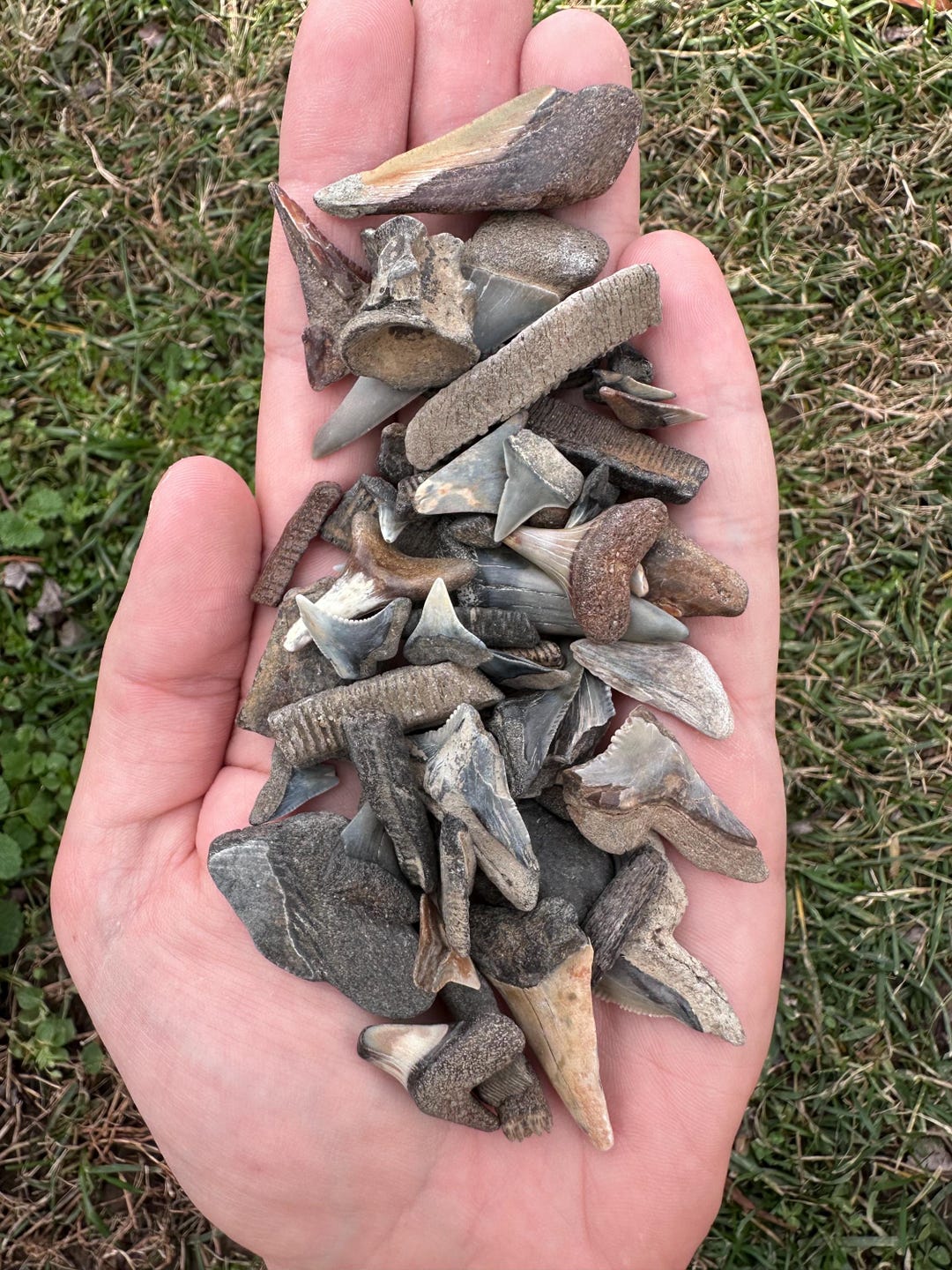Shark Teeth & Fossils Bag of 40 Fossil Shark Teeth/other Cool Fossils ...