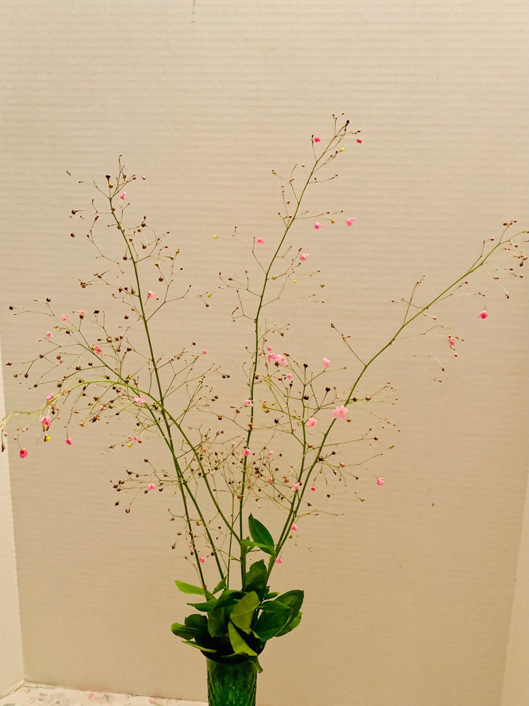 Packet of 100 Seeds-jewel of Opar, Talinum Paniculatum, Japanese ...