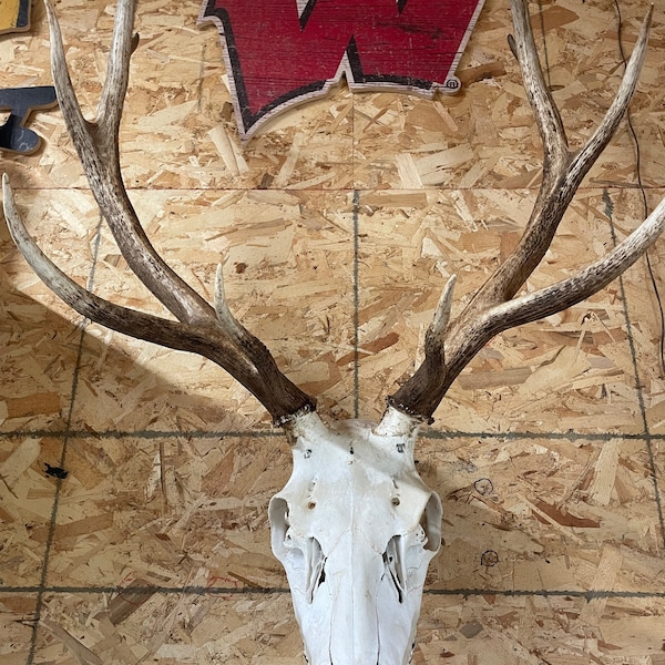 European Mount - Etsy