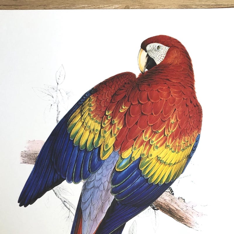 Edward Lear - Etsy