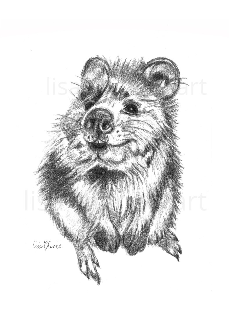 Australian Animal Digital File Art, Instant Download, Koala, Quokka ...