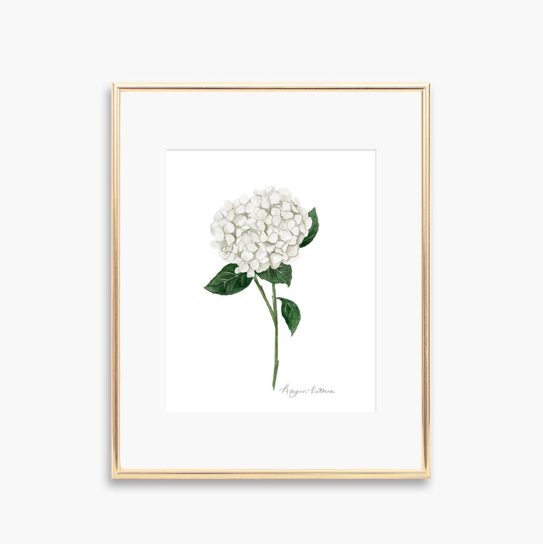 Hydrangea Flower Art Print, White Hydrangea Watercolor Print, White ...