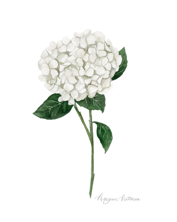 White Hydrangea Drawing