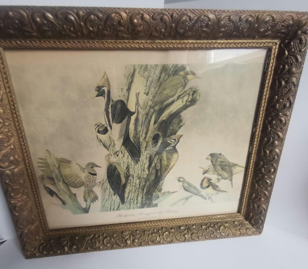 Antique Arthur Singer Etching - Woodpeckers - Etsy