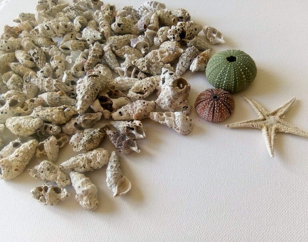 Fossilized and Worn Out Shells ,with Barnacle Clusters and Worm Tubes ...