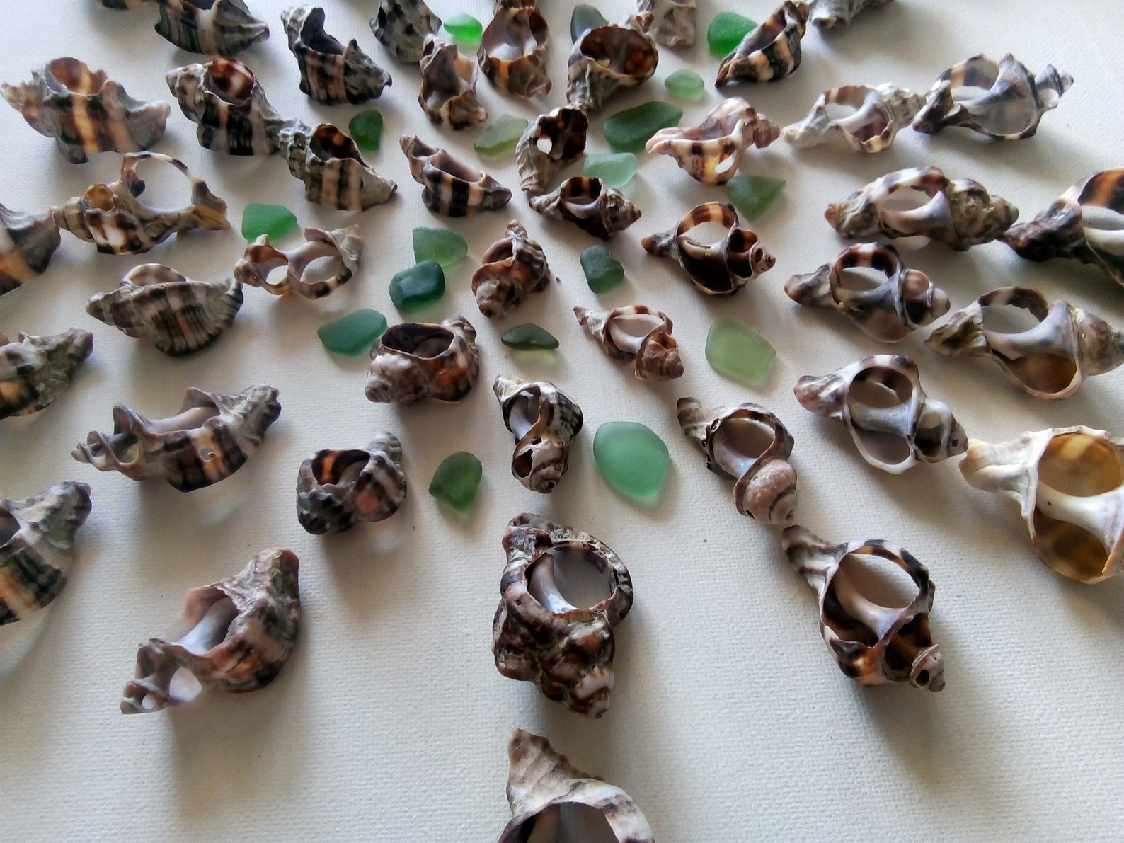 Drilled Naturally Conch Shells - Etsy