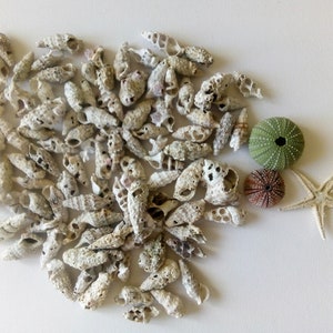 Fossilized and Worn Out Shells ,with Barnacle Clusters and Worm Tubes, 100+ Pieces - Etsy