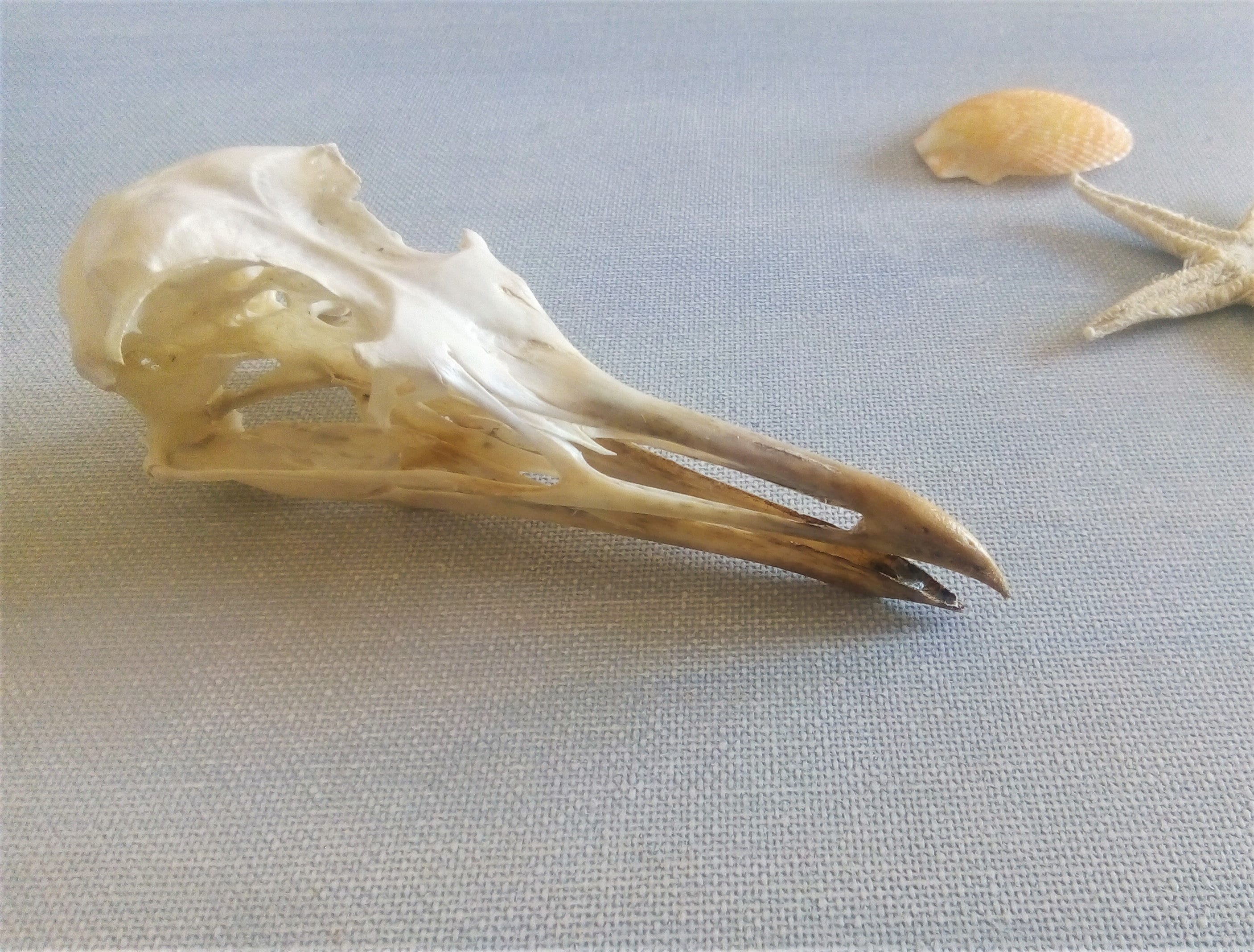 Seagull Skeleton