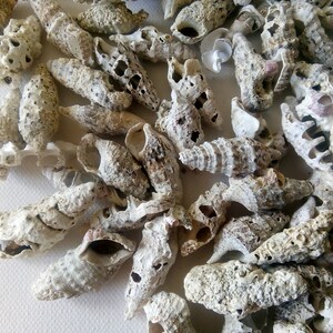 Fossilized and Worn Out Shells ,with Barnacle Clusters and Worm Tubes ...