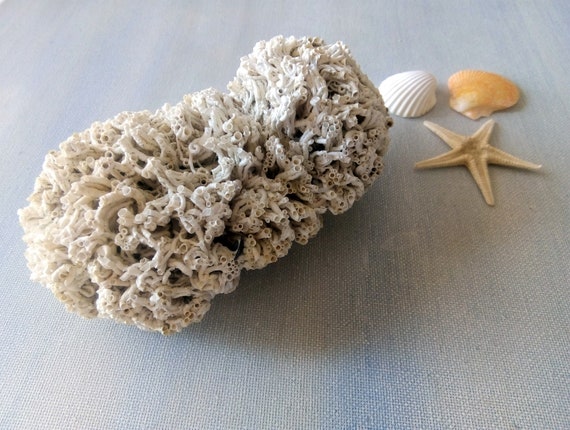 Clusters of Fossilized Worm Tubes worm Shell Colony Sea - Etsy