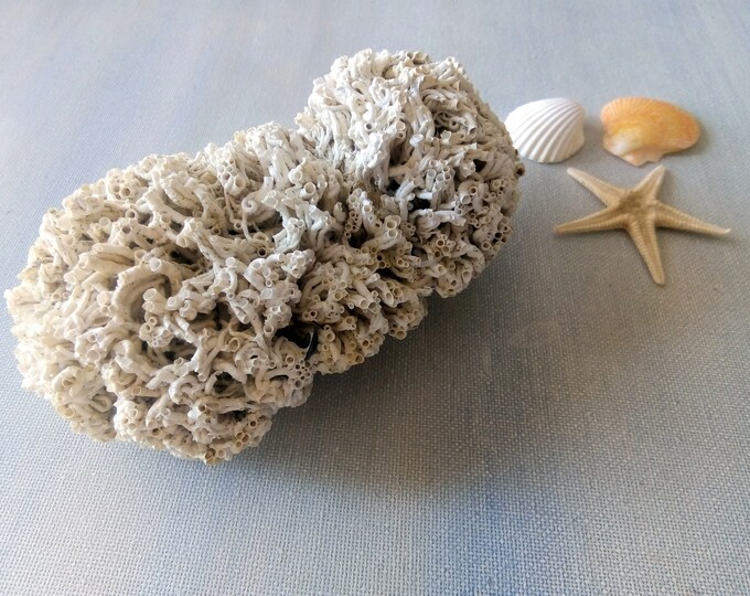 Clusters of Fossilized Worm Tubes ,worm Shell Colony, Sea Rock, Fish ...