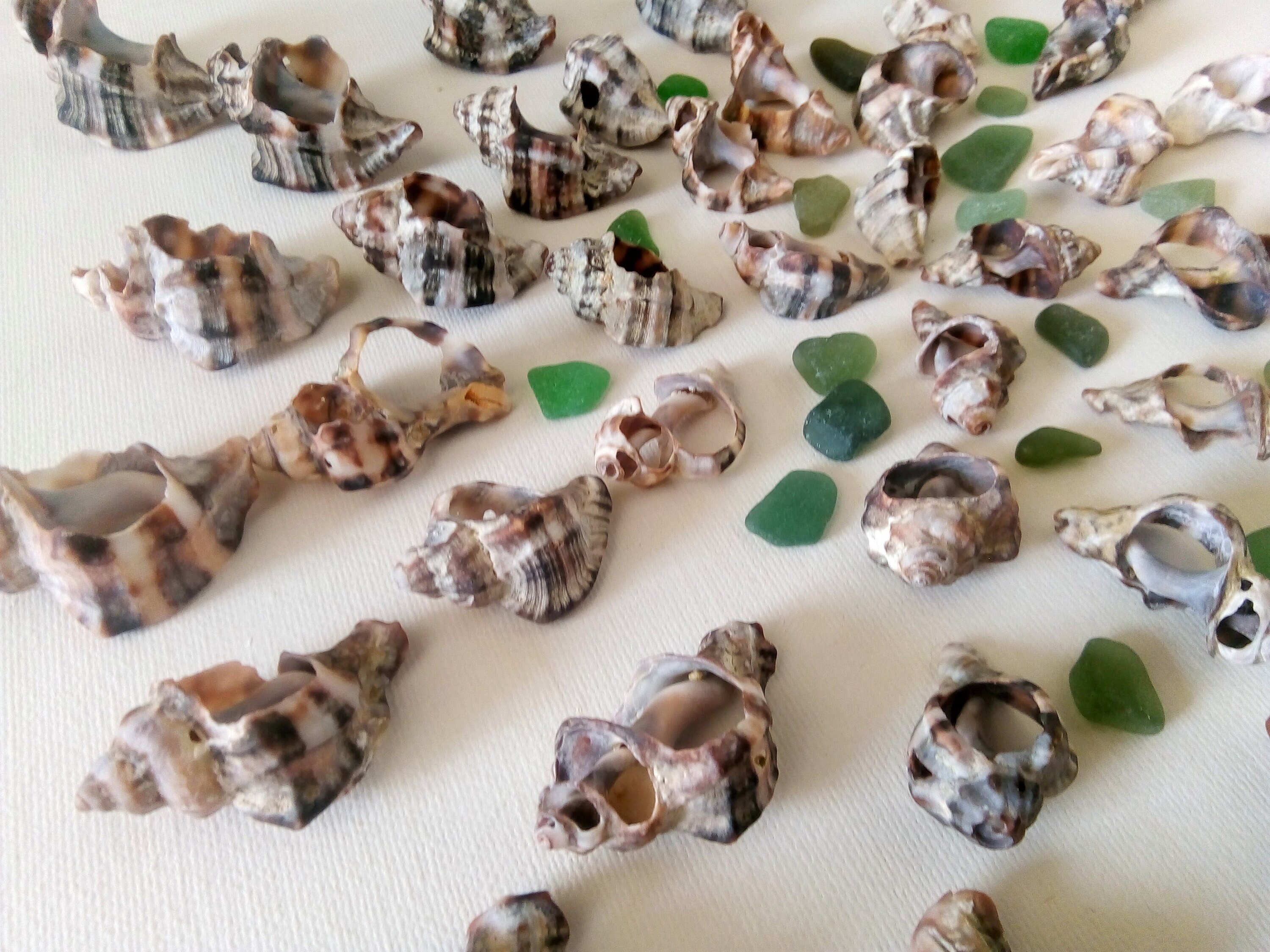 Drilled Naturally Conch Shells - Etsy