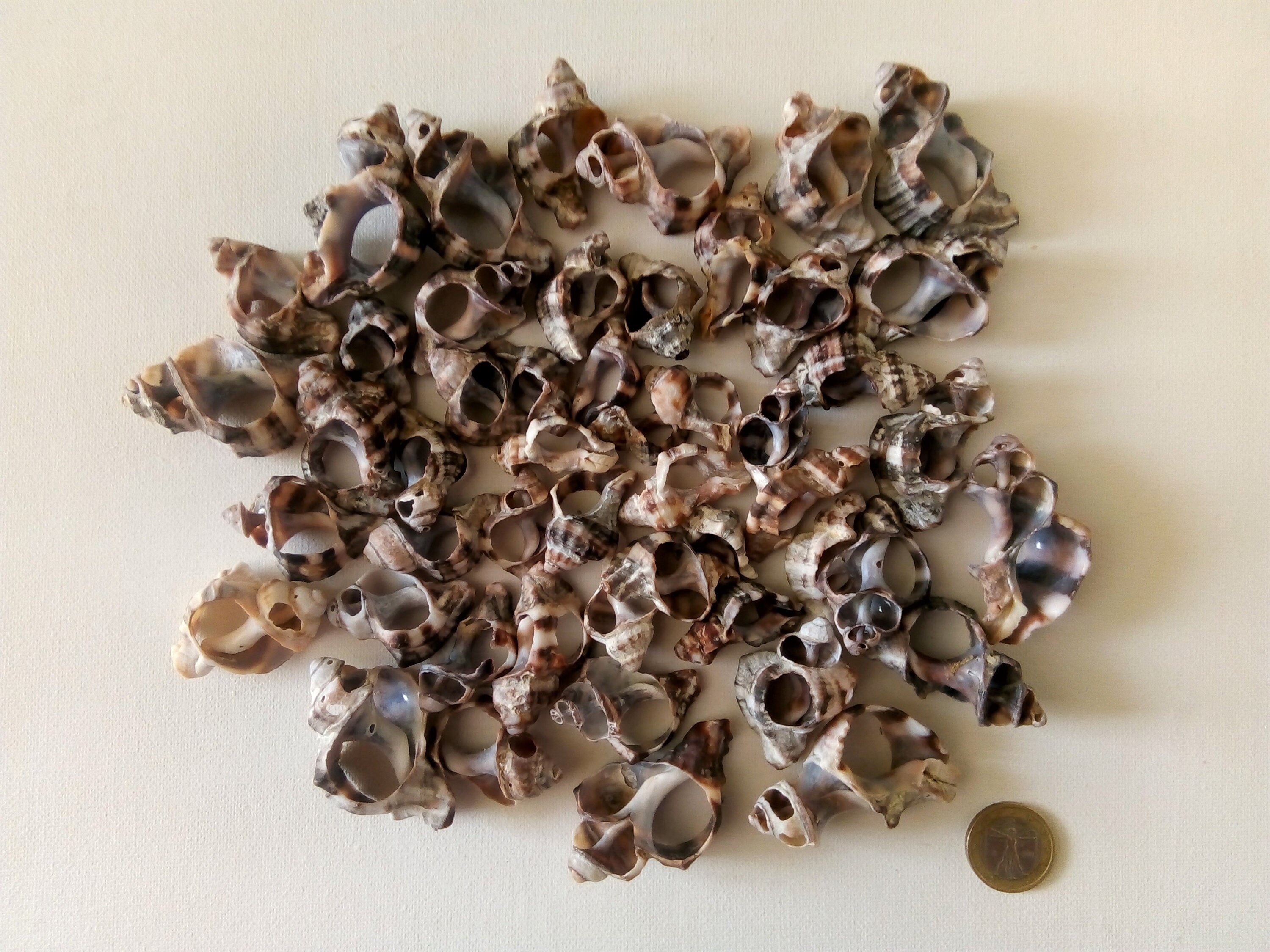 Drilled Naturally Conch Shells - Etsy