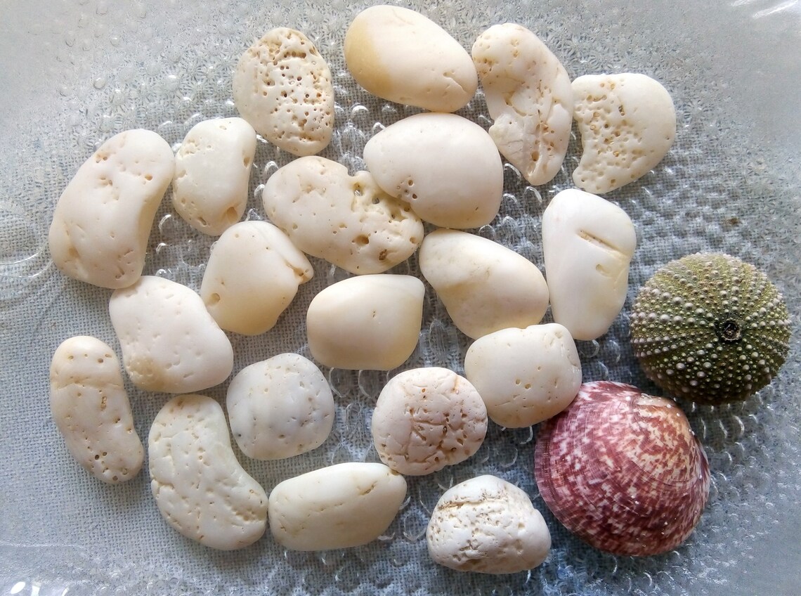 Oyster Seashells Fragments - Etsy