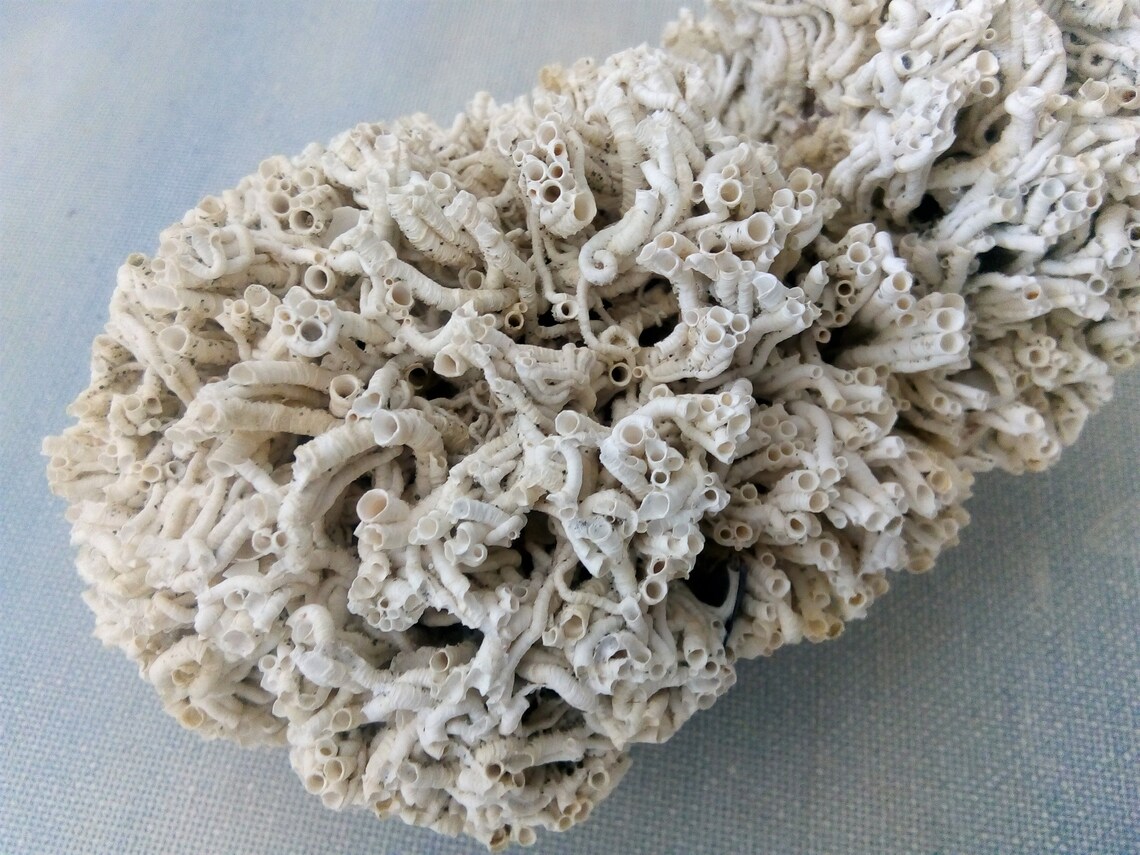 Clusters of Fossilized Worm Tubes worm Shell Colony Sea - Etsy