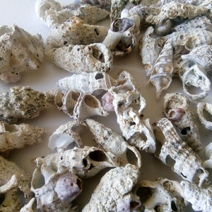 Fossilized and Worn Out Shells ,with Barnacle Clusters and Worm Tubes ...