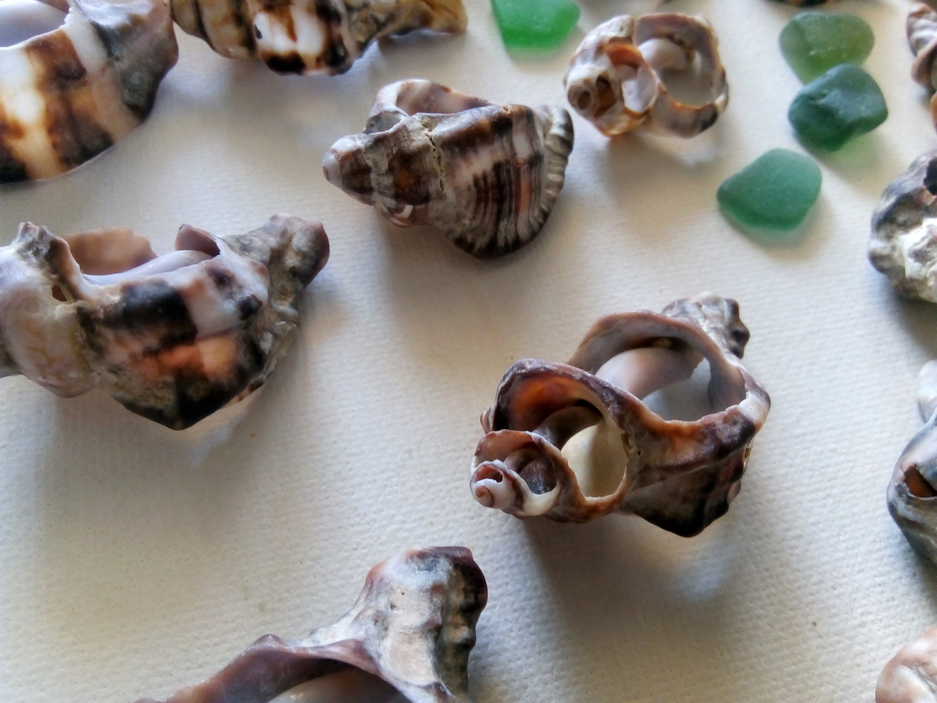 Drilled Naturally Conch Shells - Etsy