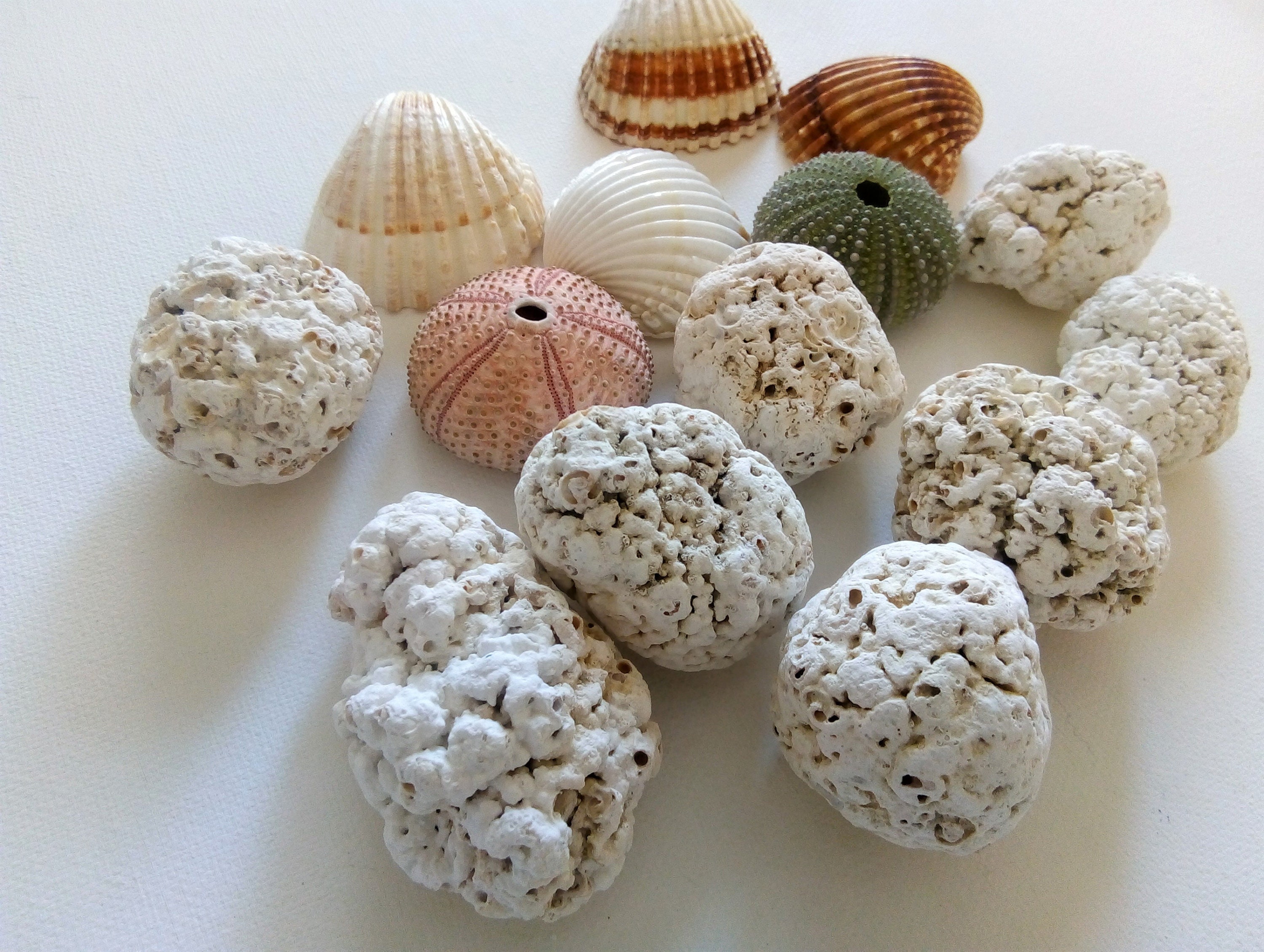 Sea Finds Mix Collection Seashells Urchin Shells Sea Worm | Etsy
