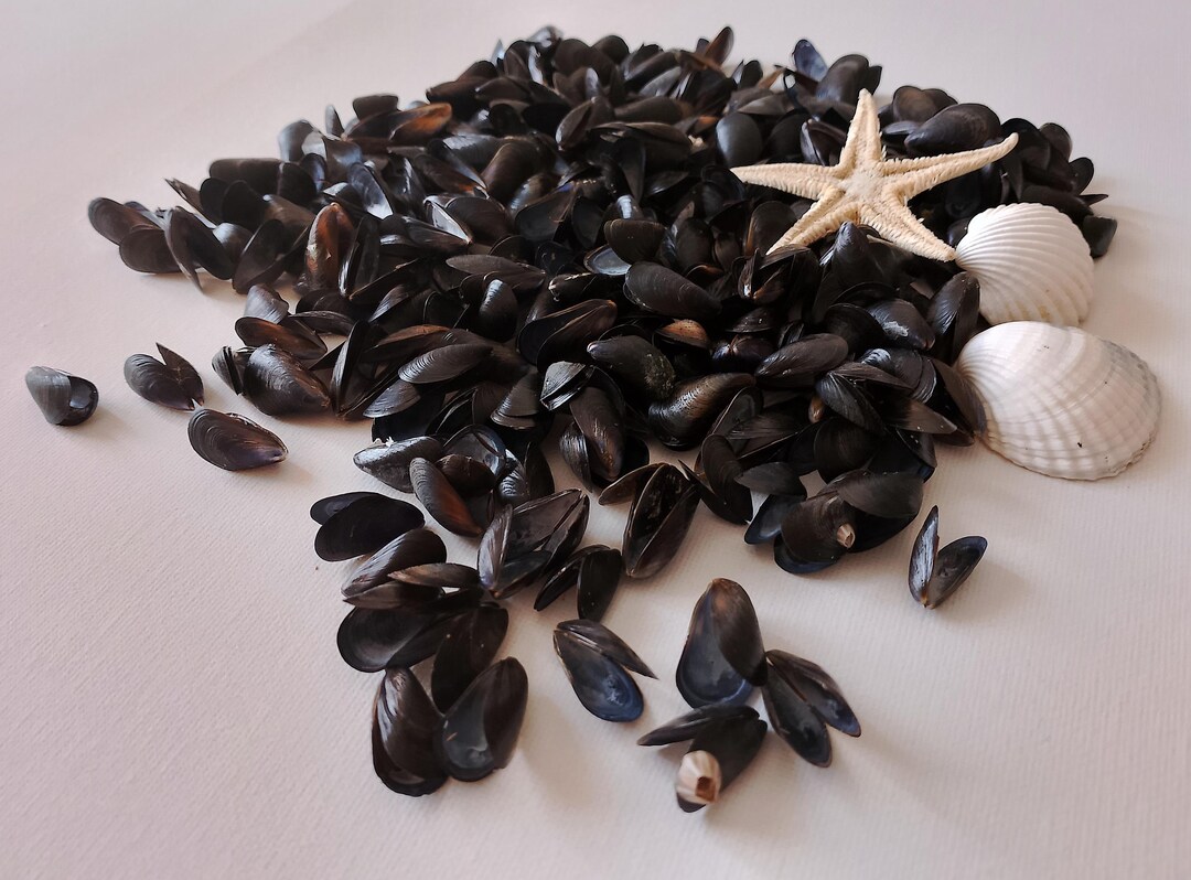 Bulk Assorted Small, Tiny, Hinged Pairs Mussel Shells , 300 Pieces - Etsy