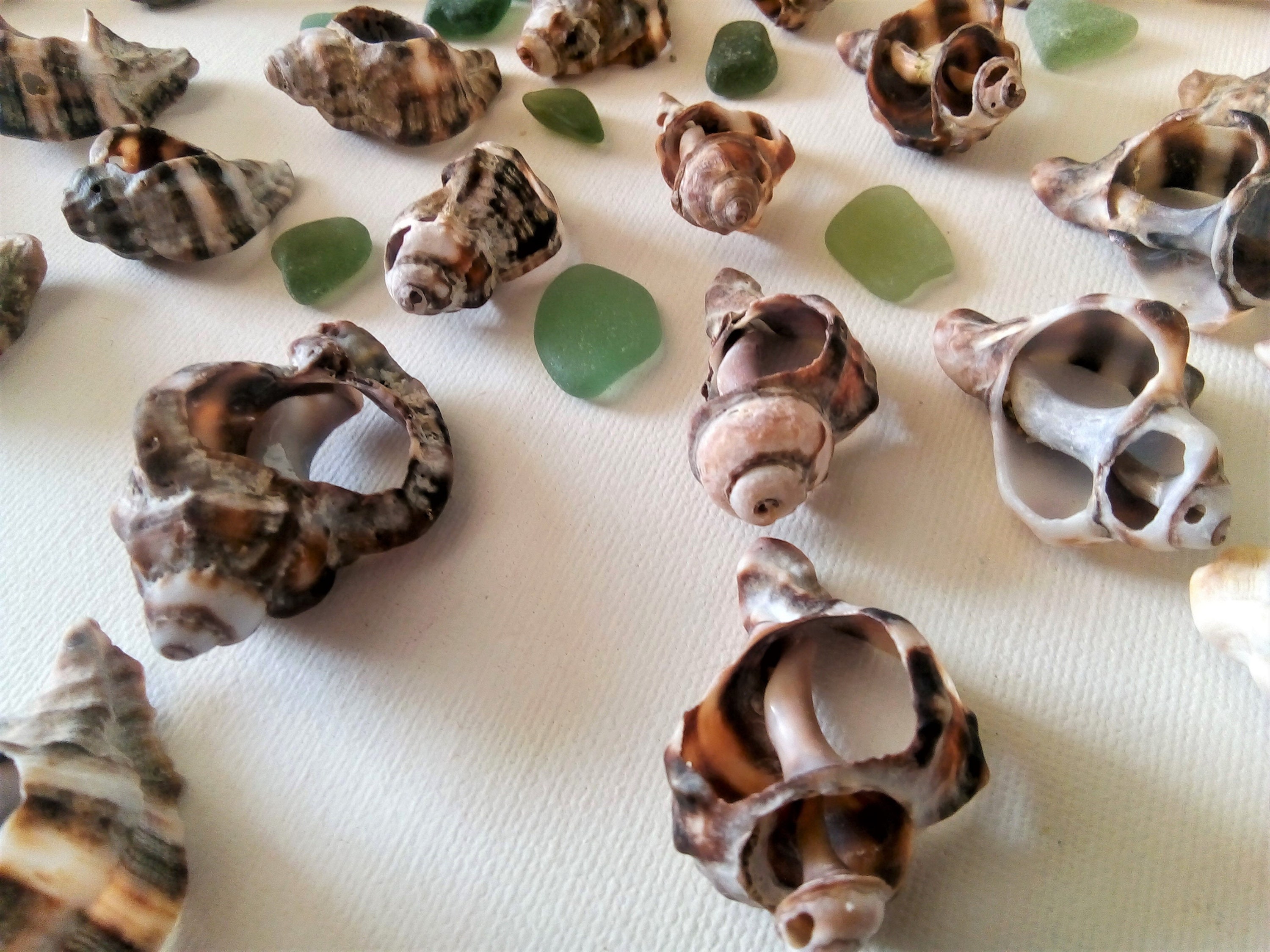 Drilled Naturally Conch Shells - Etsy