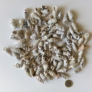 Fossilized and Worn Out Shells ,with Barnacle Clusters and Worm Tubes ...
