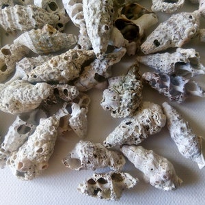 Fossilized and Worn Out Shells ,with Barnacle Clusters and Worm Tubes ...