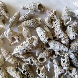 Fossilized and Worn Out Shells ,with Barnacle Clusters and Worm Tubes, 100+ Pieces - Etsy