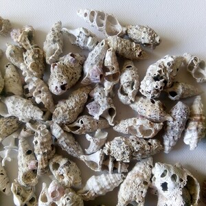 Fossilized and Worn Out Shells ,with Barnacle Clusters and Worm Tubes ...