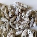 Fossilized and Worn Out Shells ,with Barnacle Clusters and Worm Tubes ...