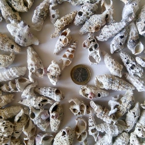 Fossilized and Worn Out Shells ,with Barnacle Clusters and Worm Tubes ...