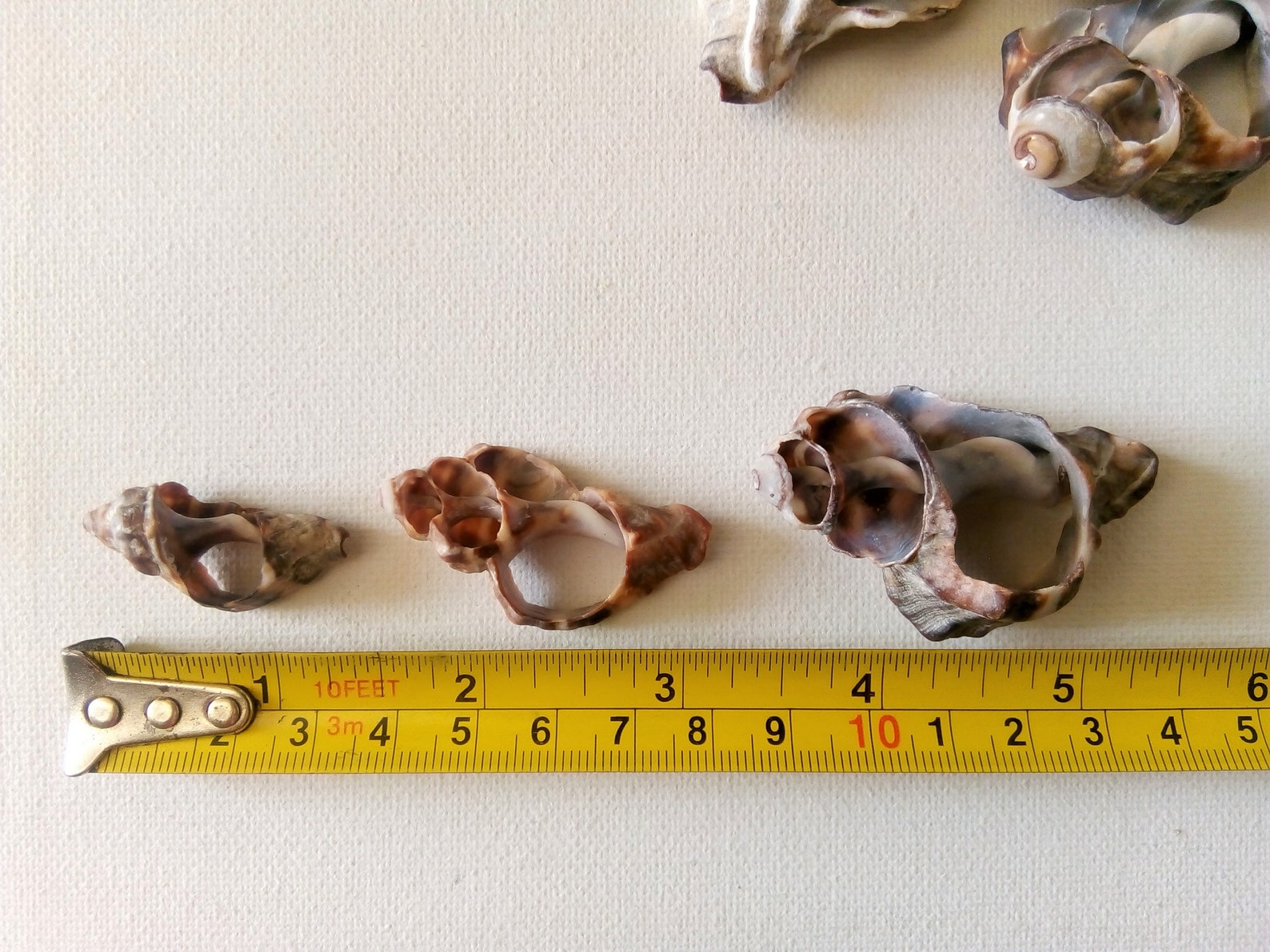 Drilled Naturally Conch Shells - Etsy