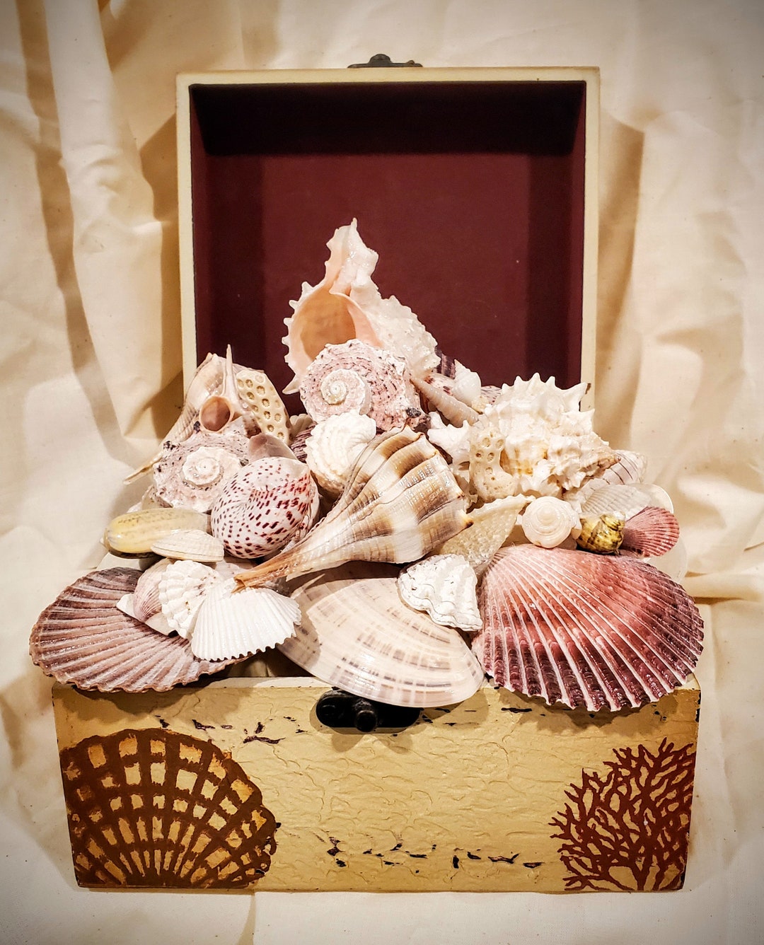 Seashells in a Painted Seashell Box - Etsy