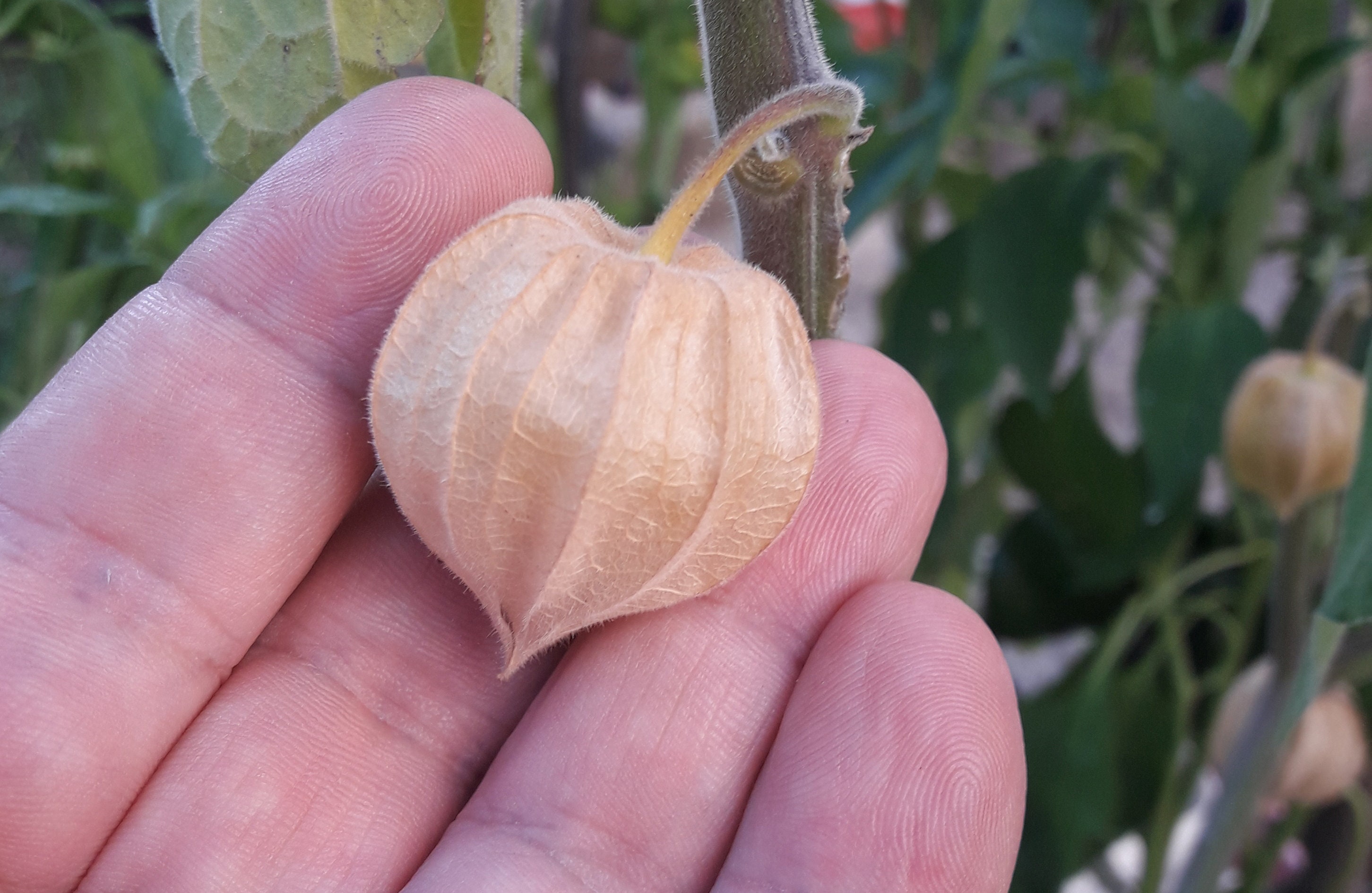 Physalis Physalis Peruviana Fresa peruana 30 semillas | Etsy