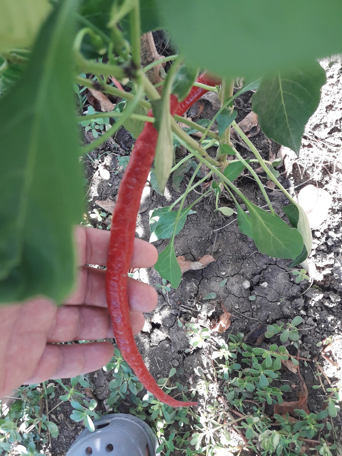 Joe's Long Cayenne 20 Quality Organic Hot Chili Pepper - Etsy Canada