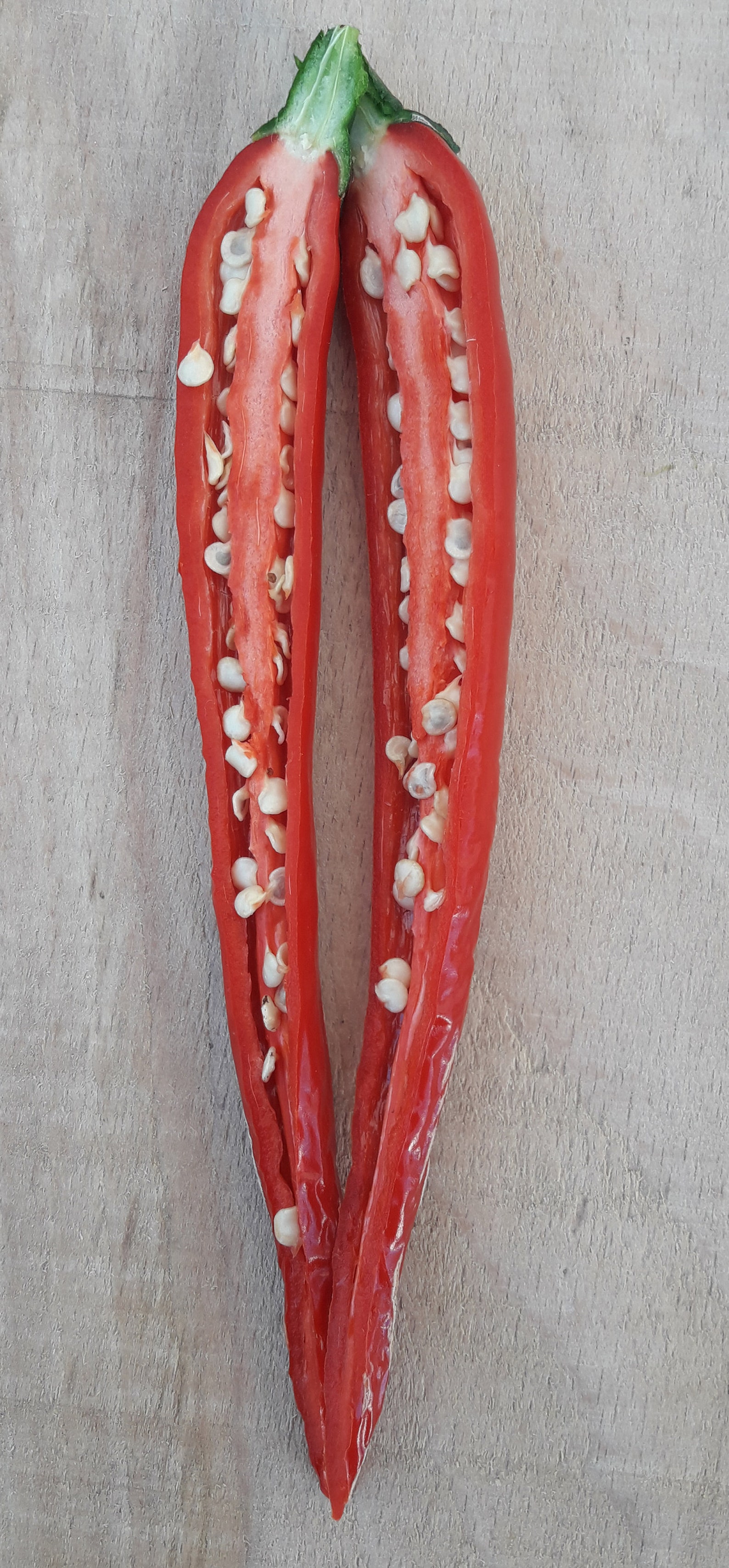 Corne de chèvre 20 graines de piment fort biologique de - Etsy France