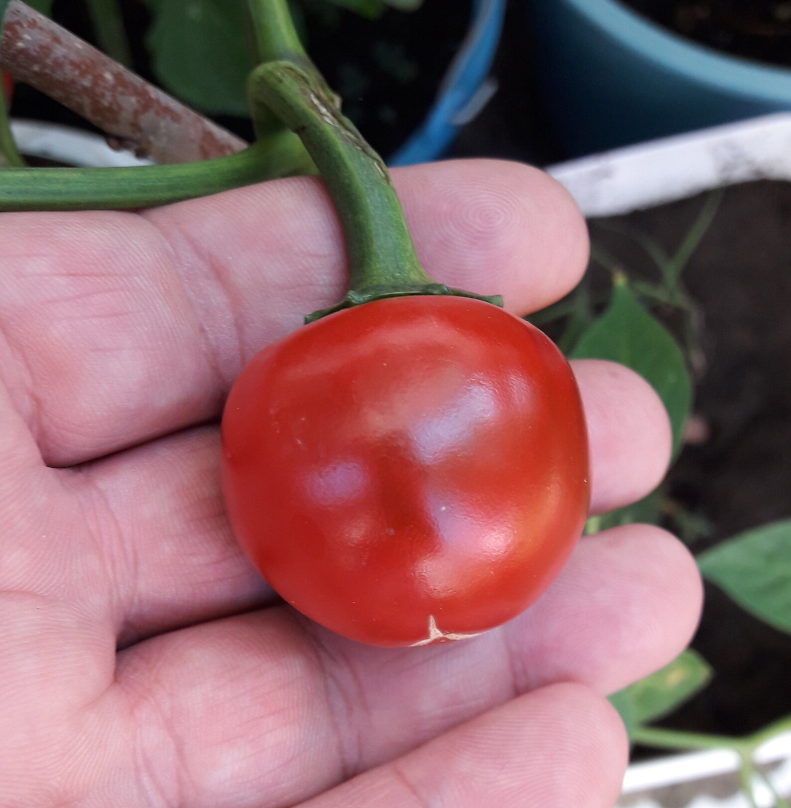 Çumra Cherry 20 Quality Organic Hot Chili Pepper Seeds - Etsy