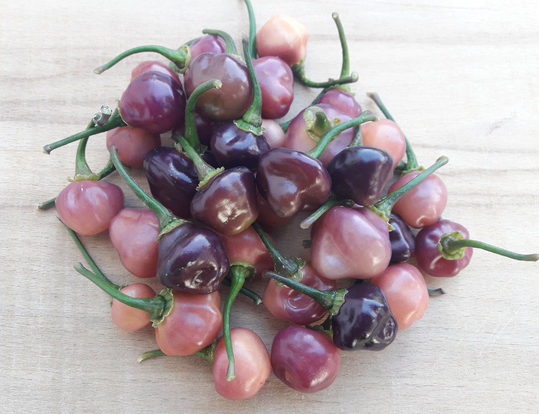 Cheiro Roxa 20 graines de piment chaud biologiques de qualité - Etsy France