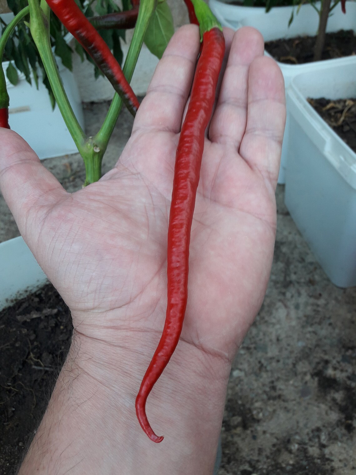 Joe's Long Cayenne 20 Quality Organic Hot Chili Pepper - Etsy Canada