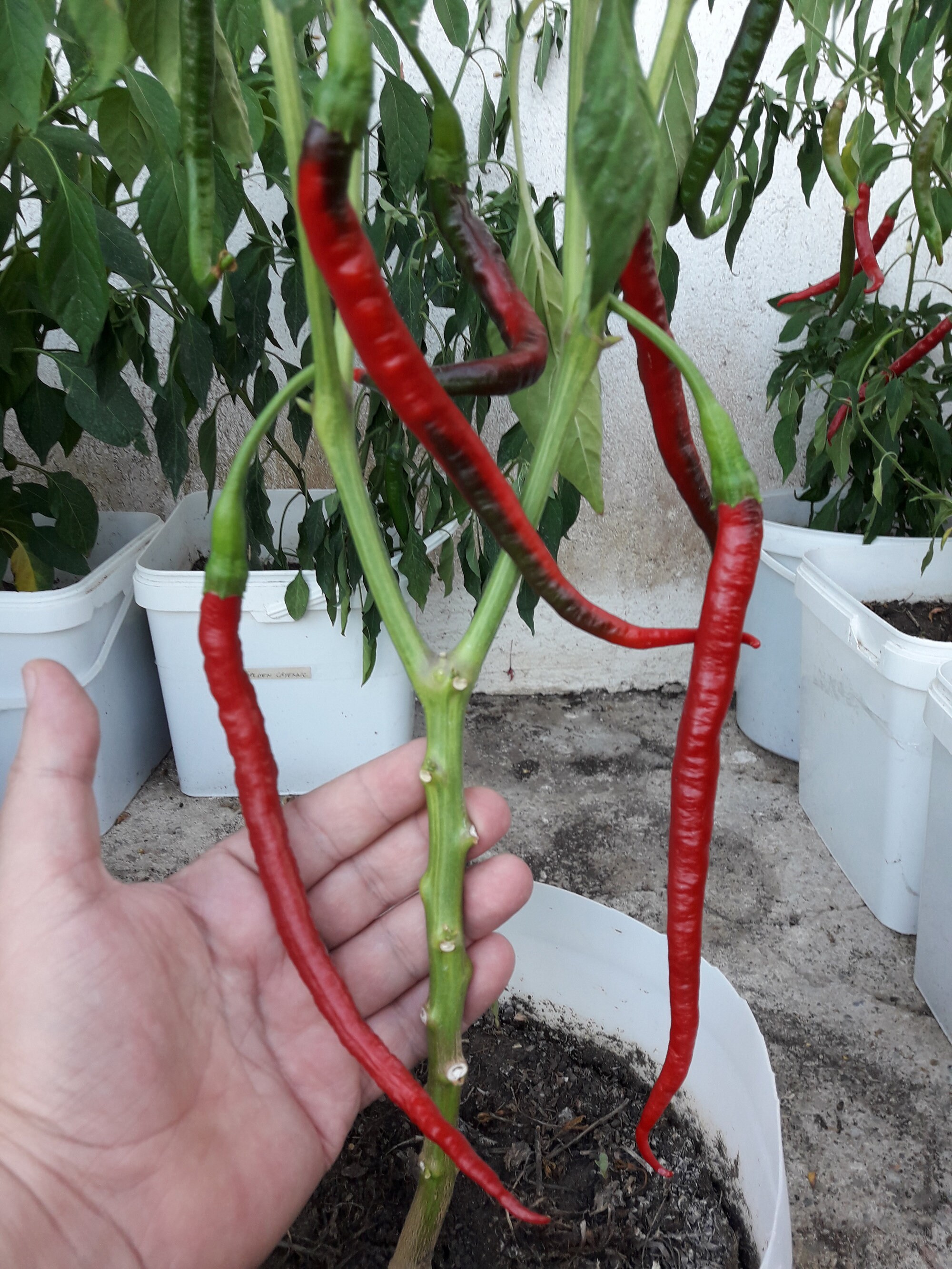 Joe's Long Cayenne 20 Quality Organic Hot Chili Pepper - Etsy Canada