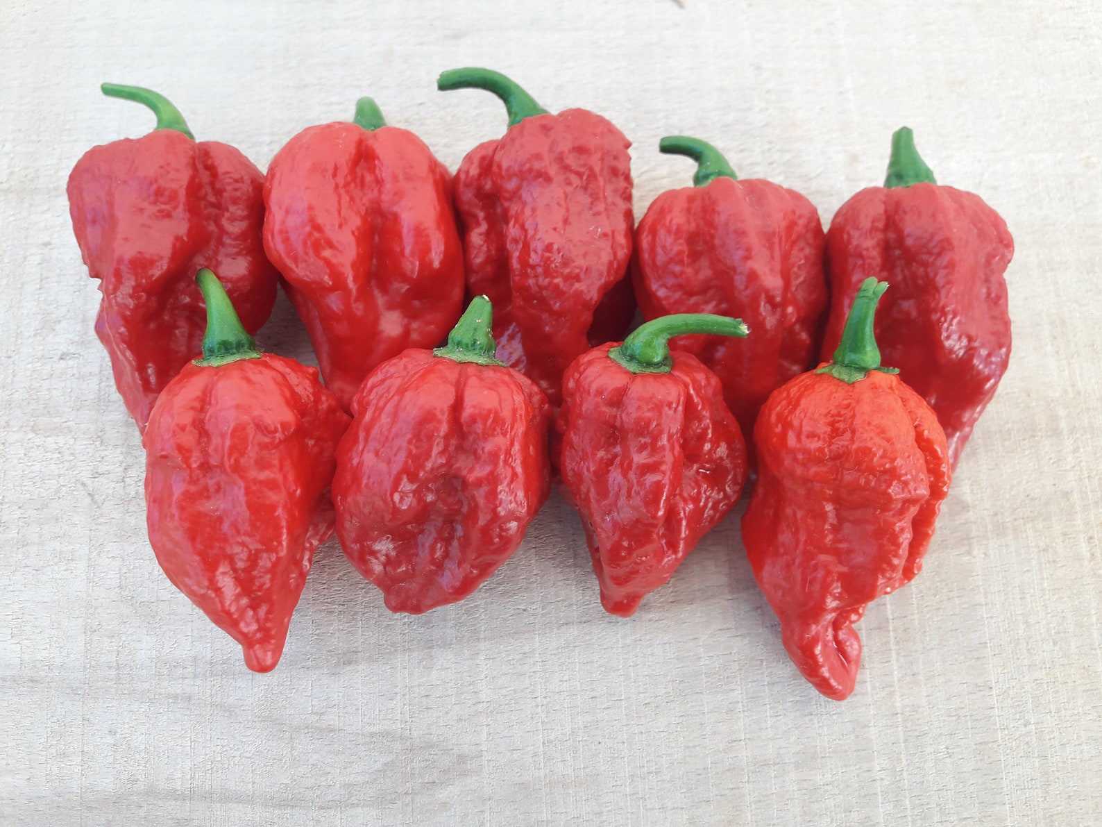 Fatalii red 20 Quality Organic Hot Chili Pepper Seeds | Etsy Canada