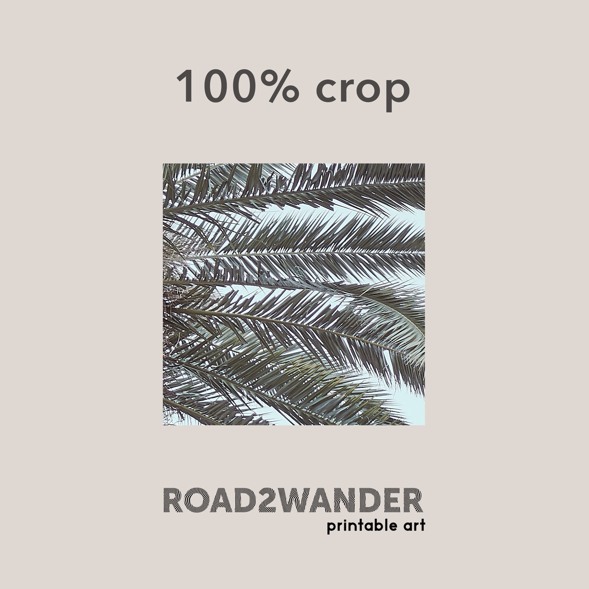 Palm Tree Photo Boho Beach Coastal Decor Wall Art Print Poster Download ...