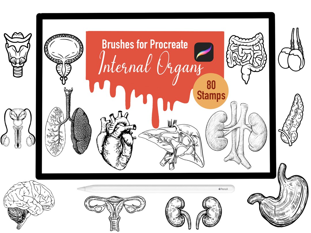 80 Internal Organs Stamp Brushes for Procreate, Procreate Brushes ...