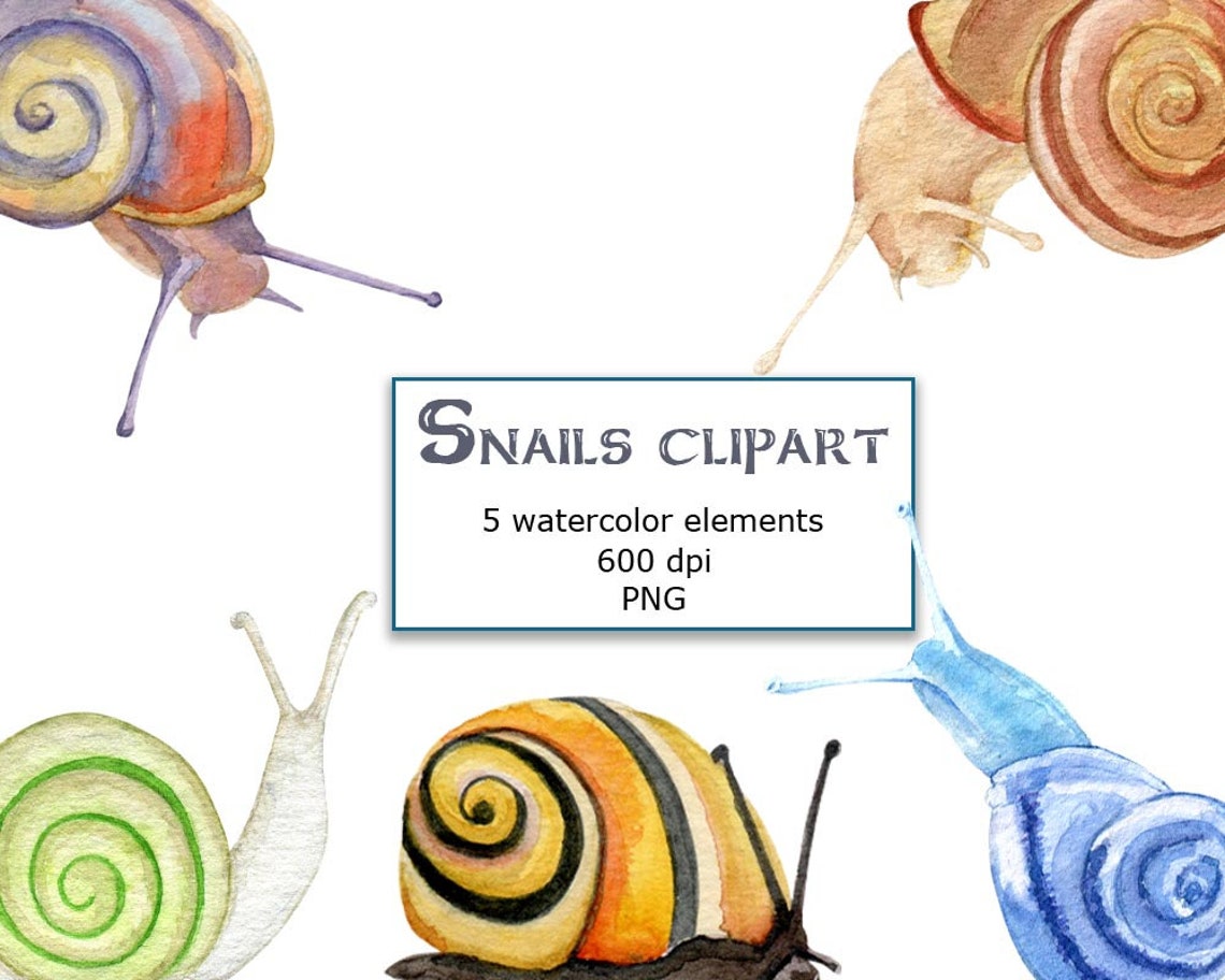 Snail Clipart, Watercolor, PNG, Digital Download, Snail Set - Etsy