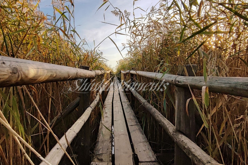 Reed Trail Photography, Home Decor, Digital Wall Art, Nature Photo ...