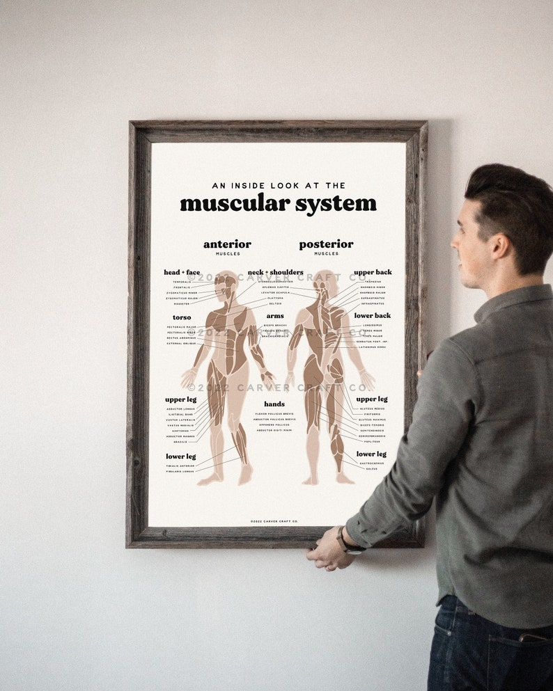 Muscular System Anatomy Chart Chiropractic Poster | Etsy
