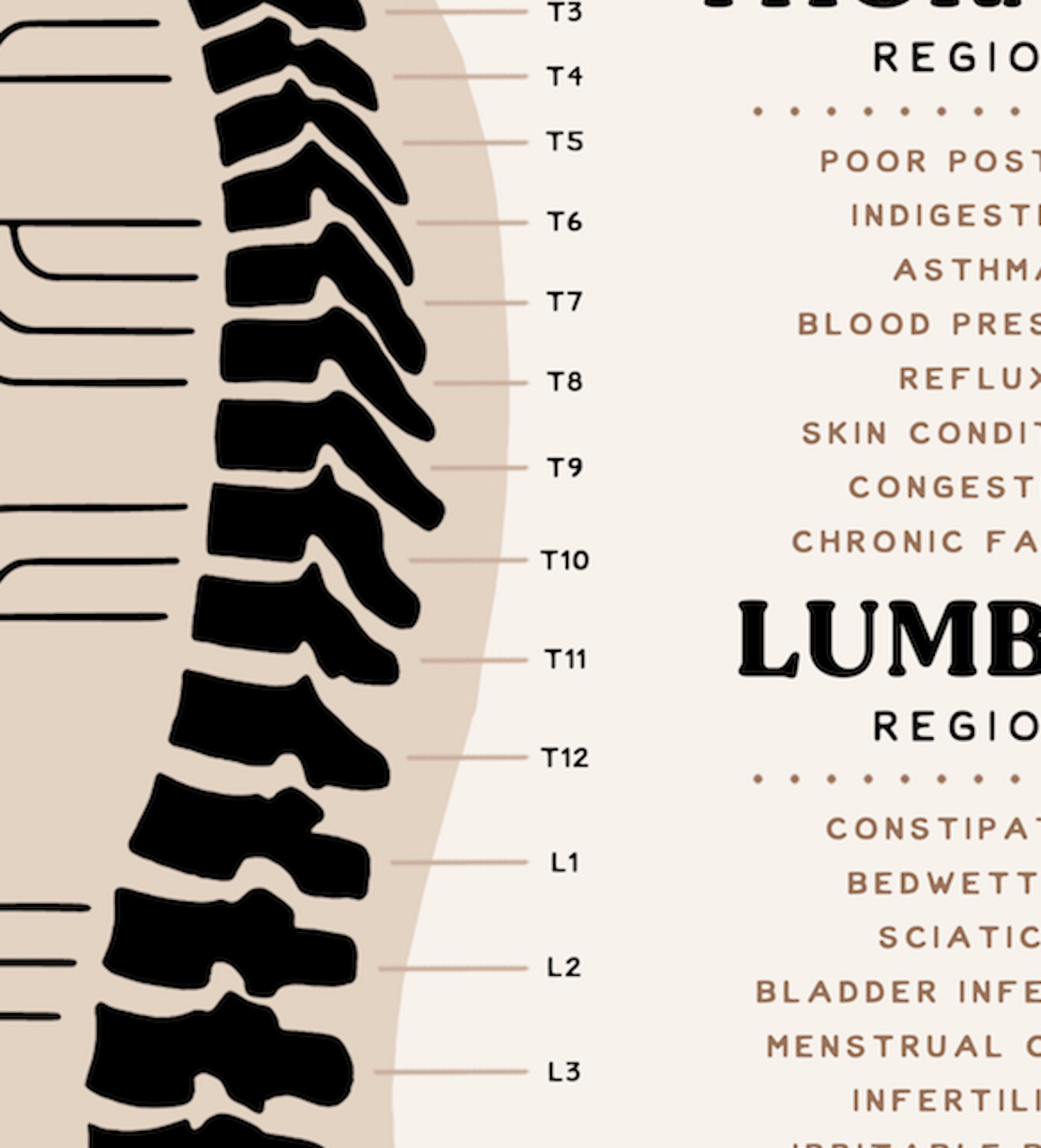 Chiropractic ANS Chart + Nervous System Poster | Subluxation Effects - Etsy