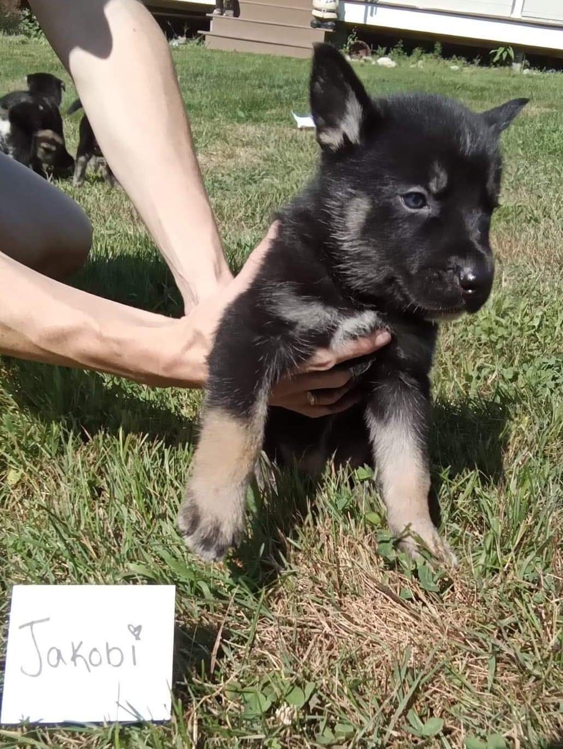 PAW PRINTS With HEARTS Blackwork & Cross Stitch Blend Pdf Digital ...