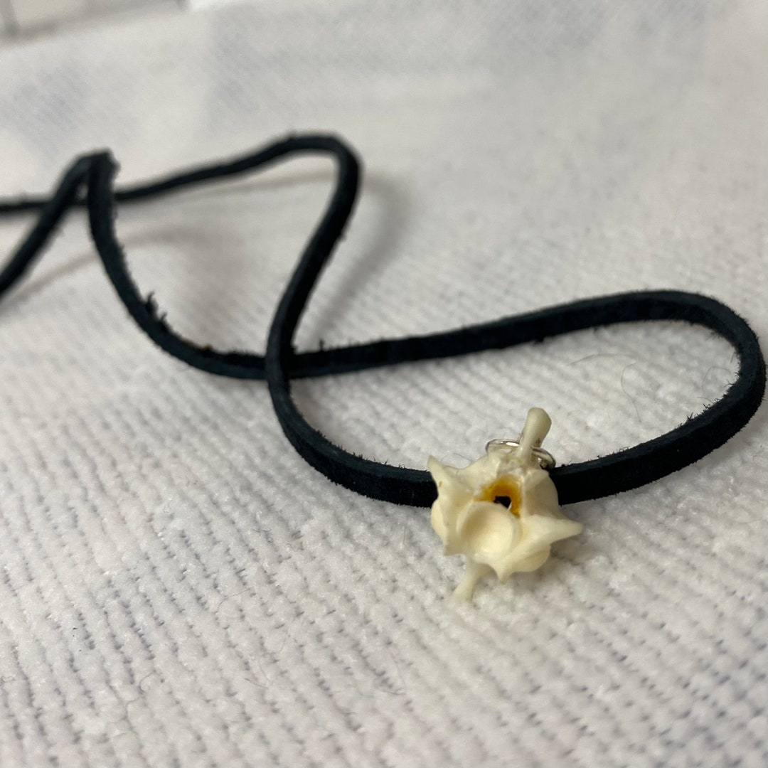 Python Vertebrae Necklace, Bone Jewelry, Real Bone, Taxidermy - Etsy